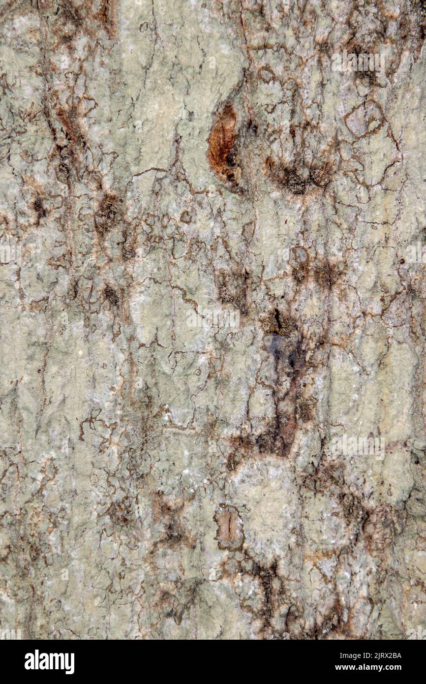 tree bark texture for background Rio de Janeiro Brazil Stock Photo - Alamy