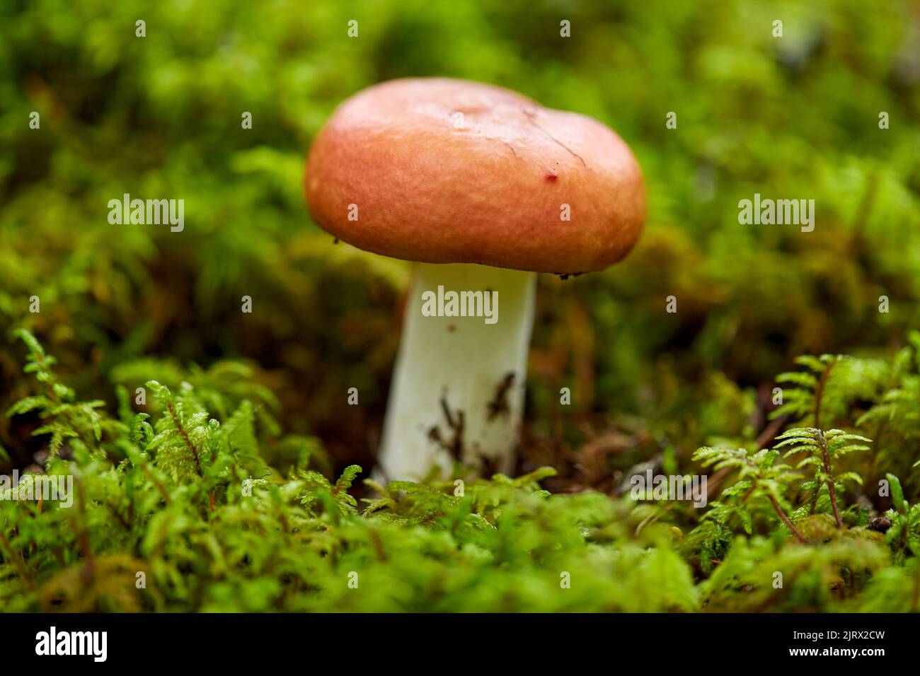 Russule mushroom hi-res stock photography and images - Alamy