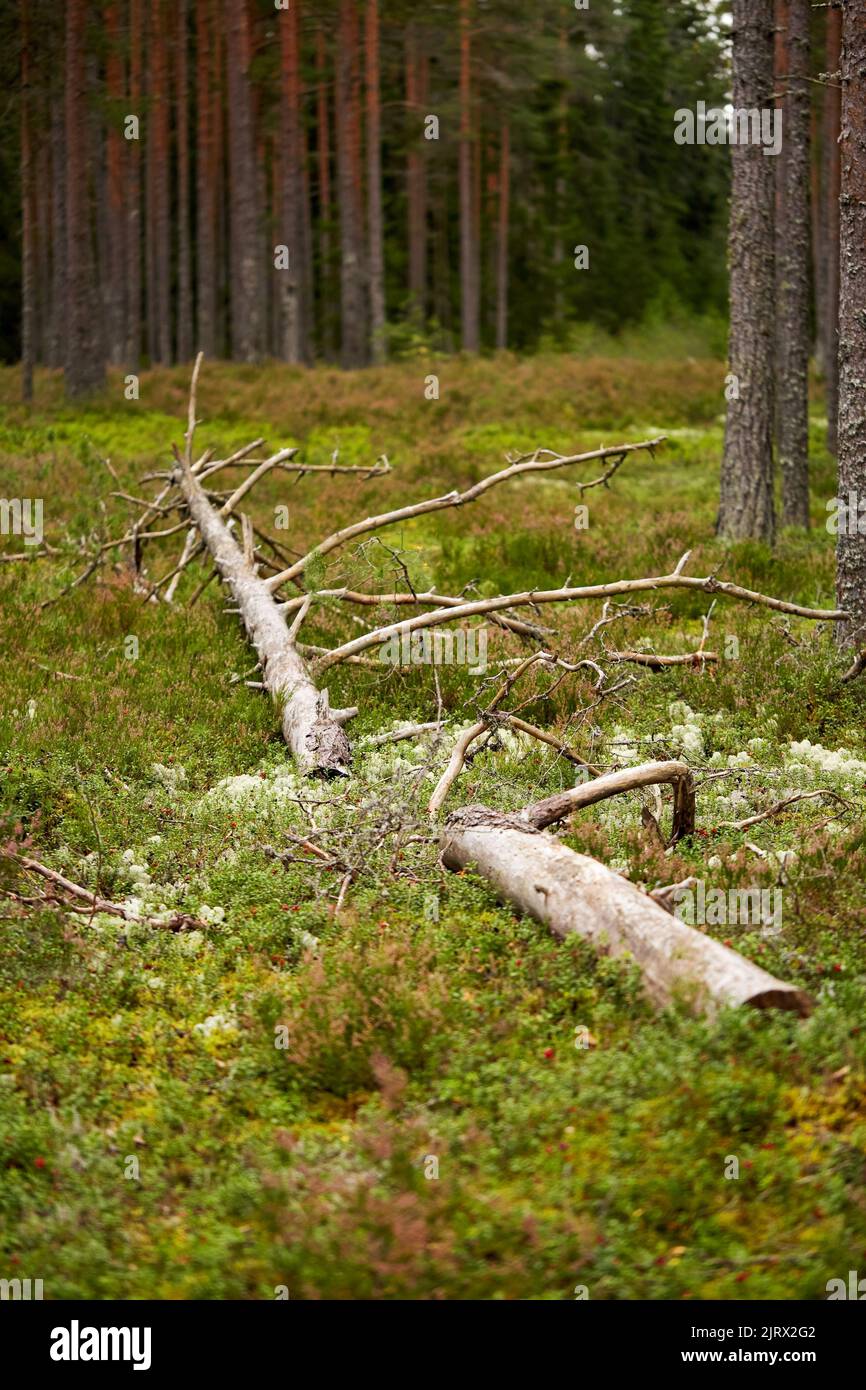 Fallen pine tree hi-res stock photography and images - Alamy