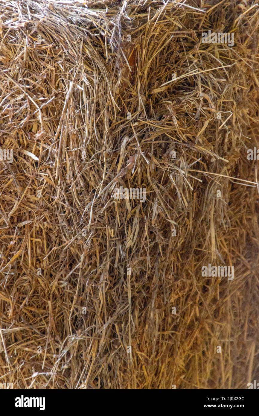 texture for yellow hay background in Brazil Stock Photo - Alamy
