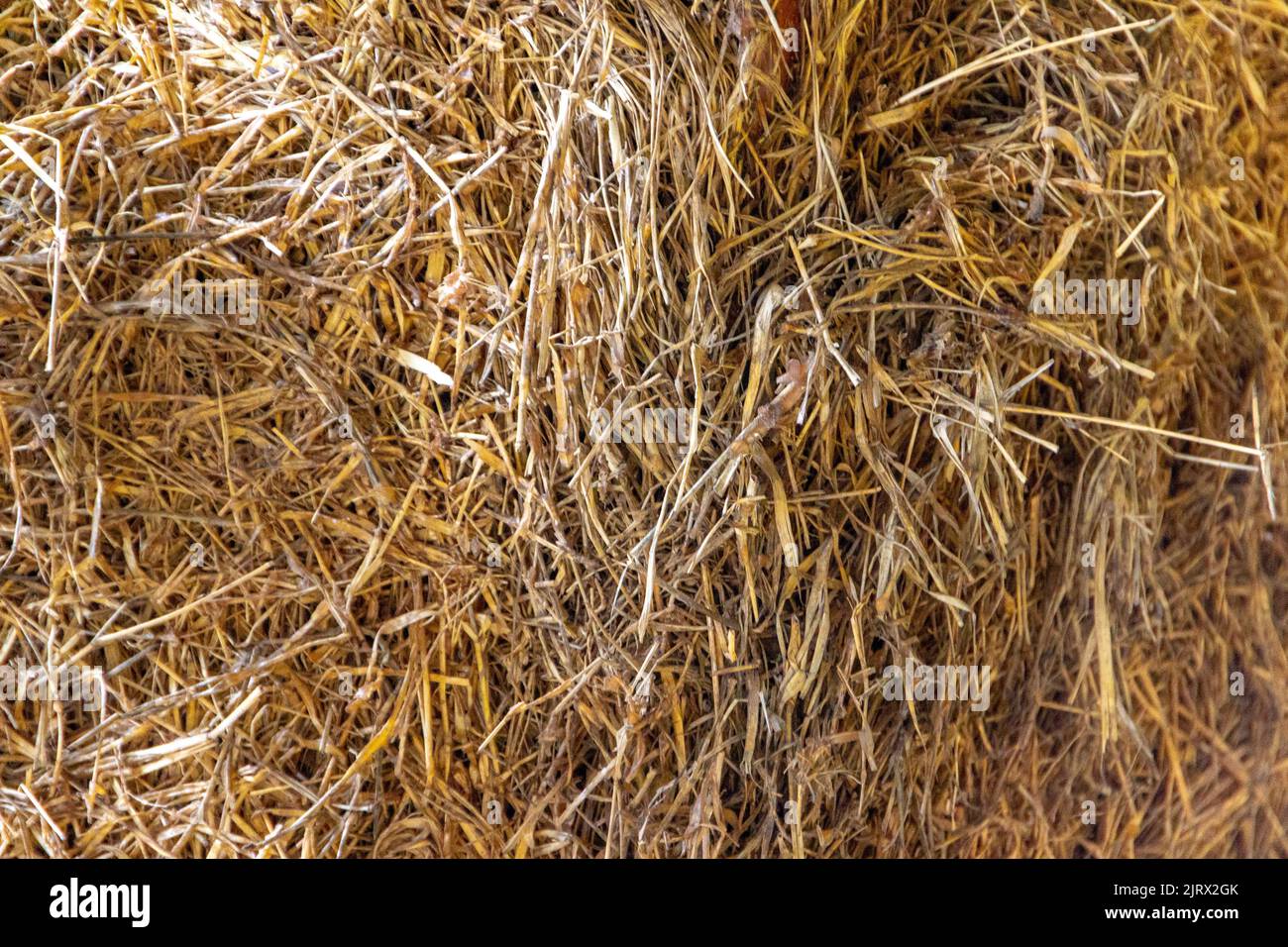 texture for yellow hay background in Brazil Stock Photo - Alamy