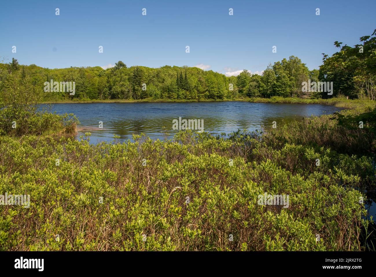 nature at work Stock Photo - Alamy