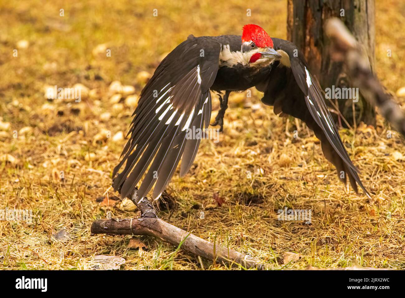nature at work Stock Photo - Alamy