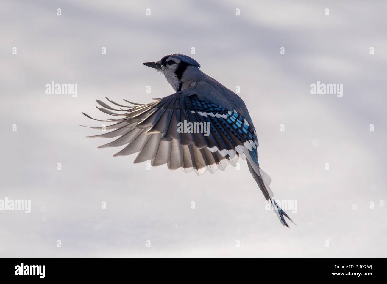 nature at work Stock Photo - Alamy