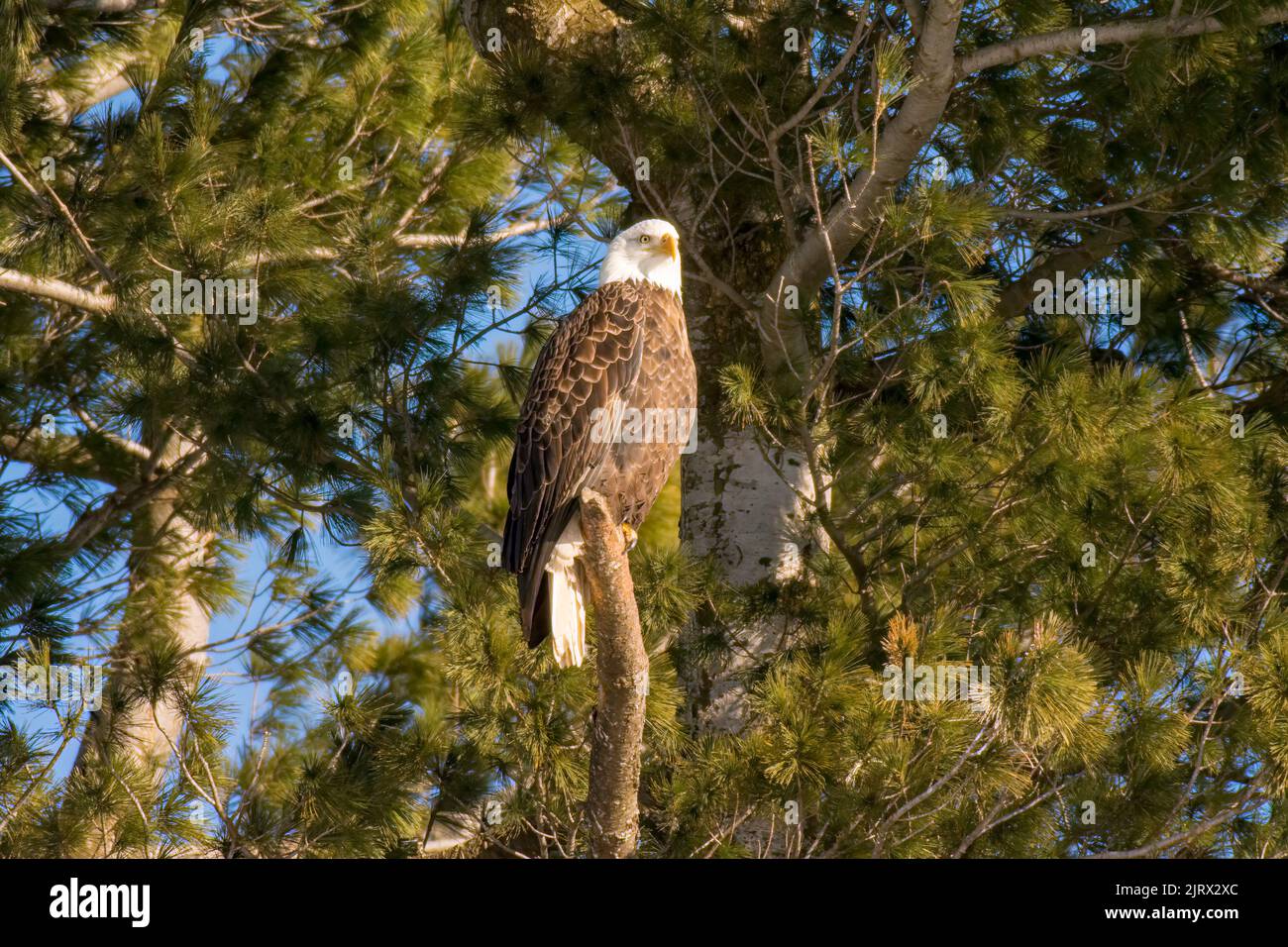 nature at work Stock Photo - Alamy