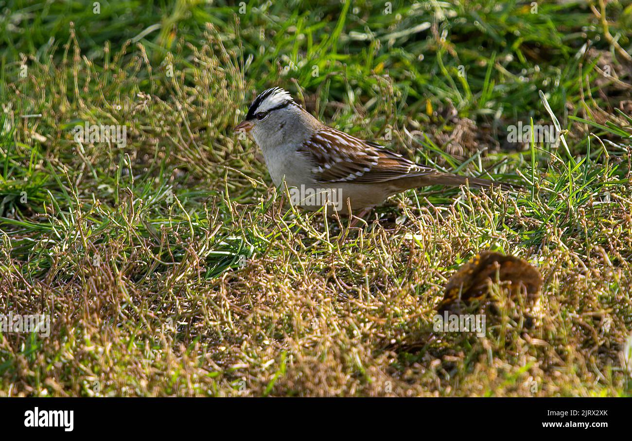nature at work Stock Photo - Alamy
