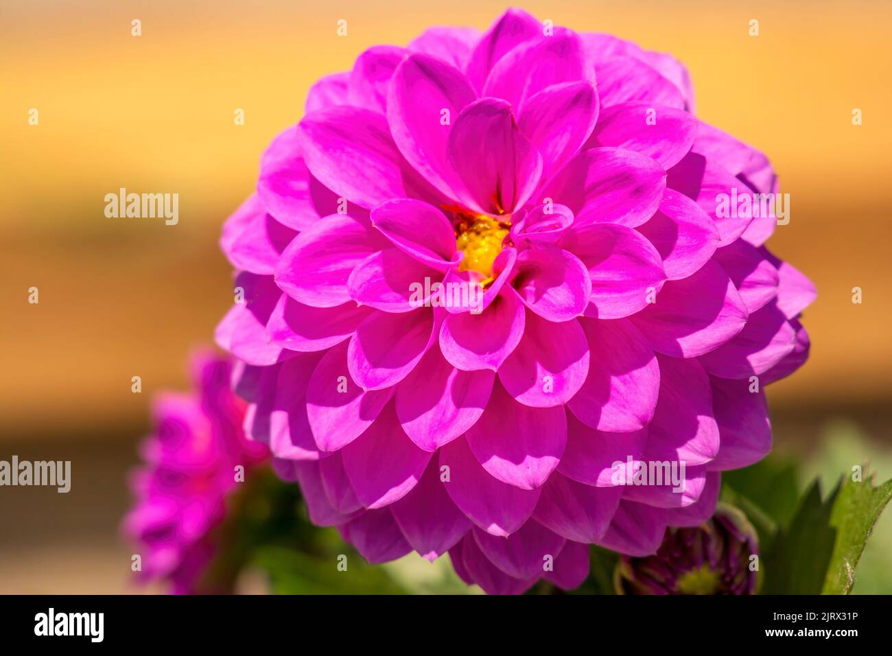 nature at work Stock Photo - Alamy