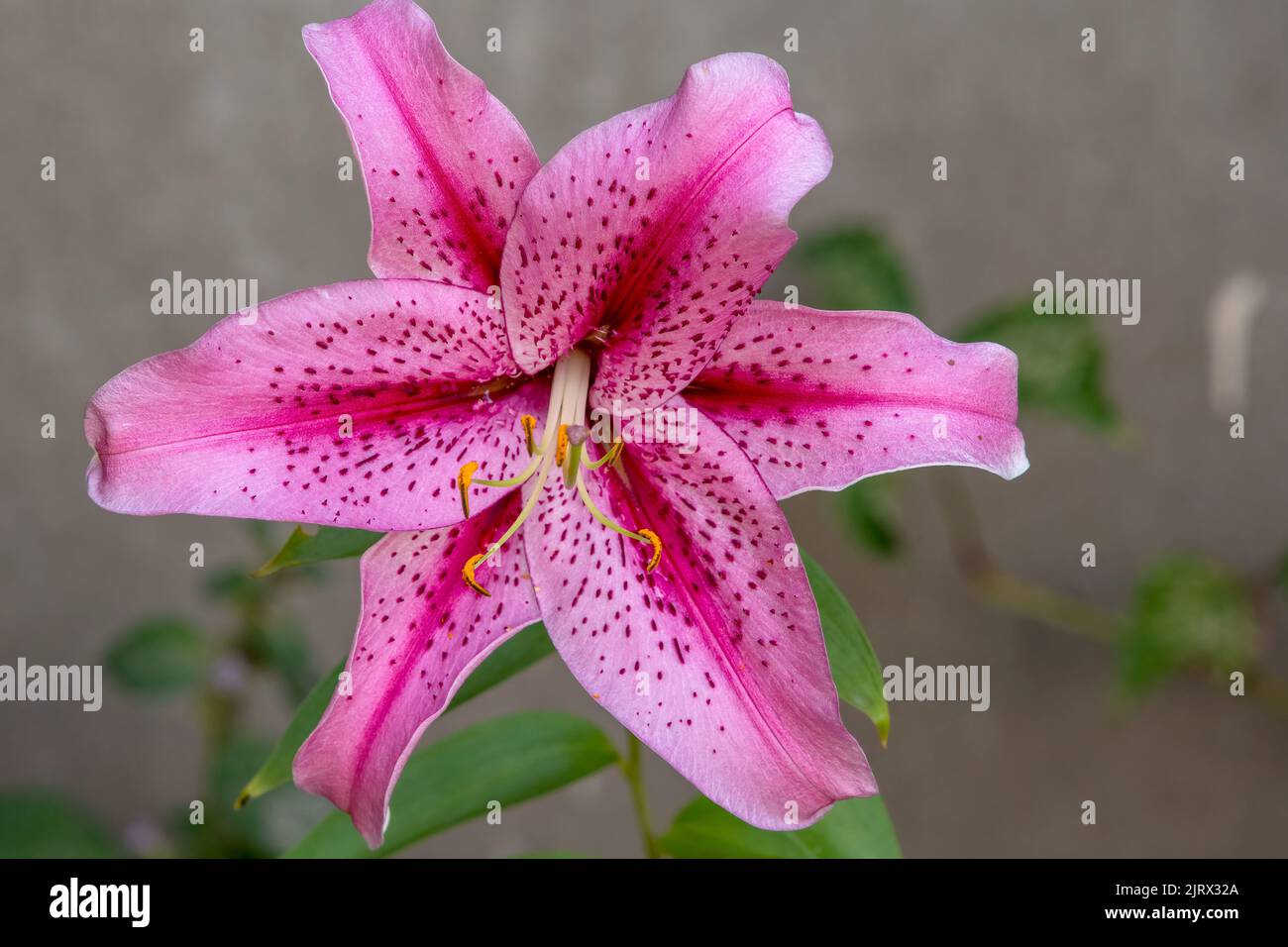 nature at work Stock Photo - Alamy