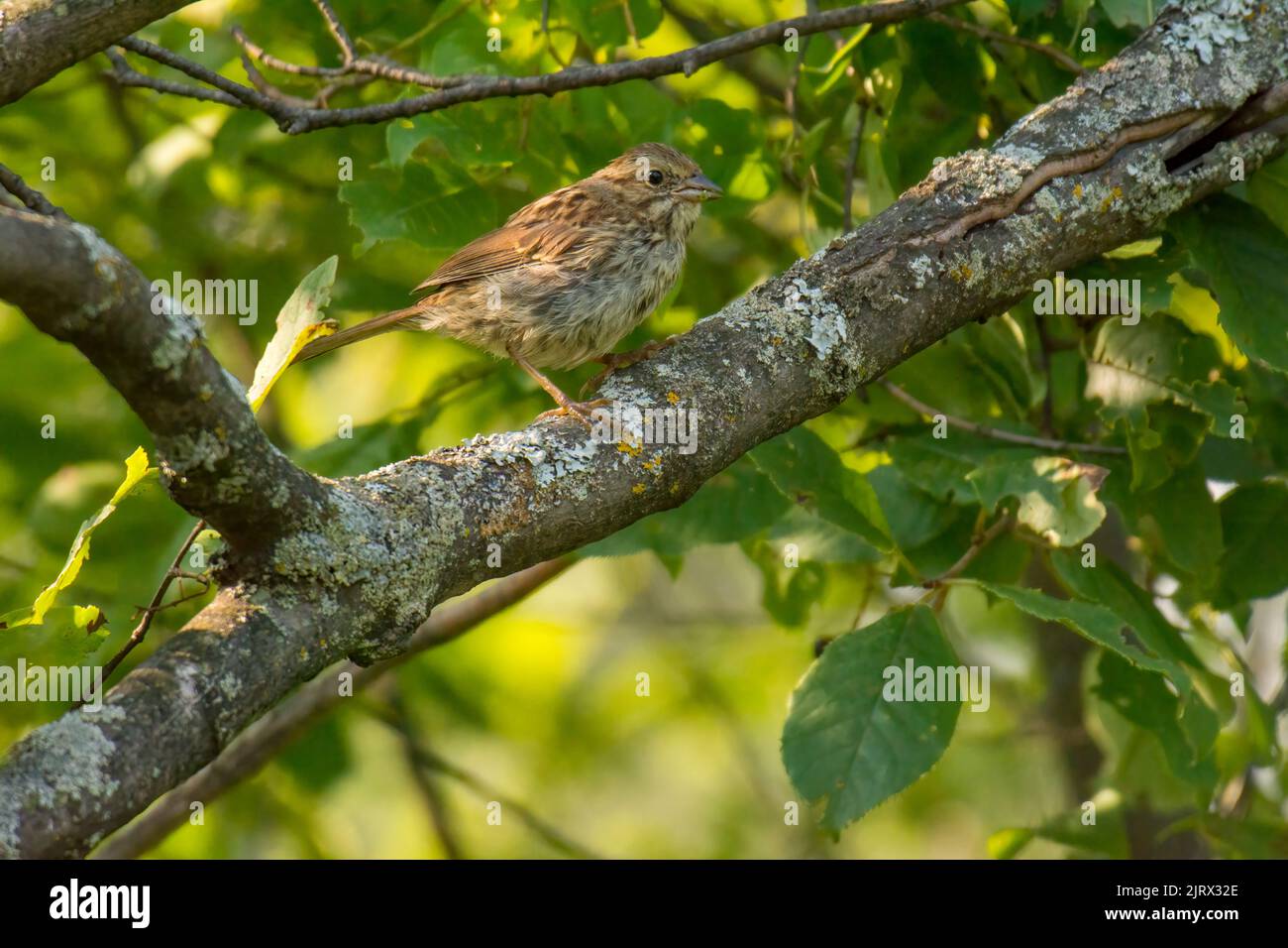 nature at work Stock Photo - Alamy