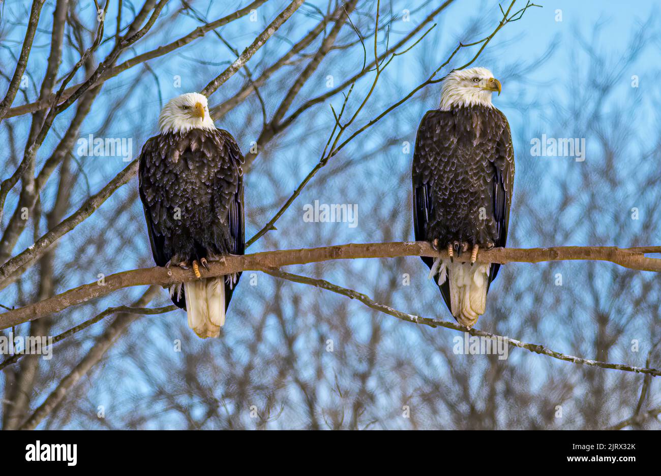 nature at work Stock Photo - Alamy