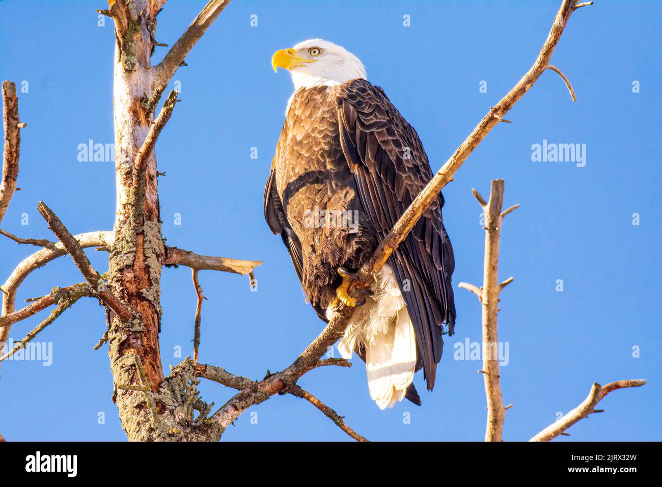 nature at work Stock Photo - Alamy