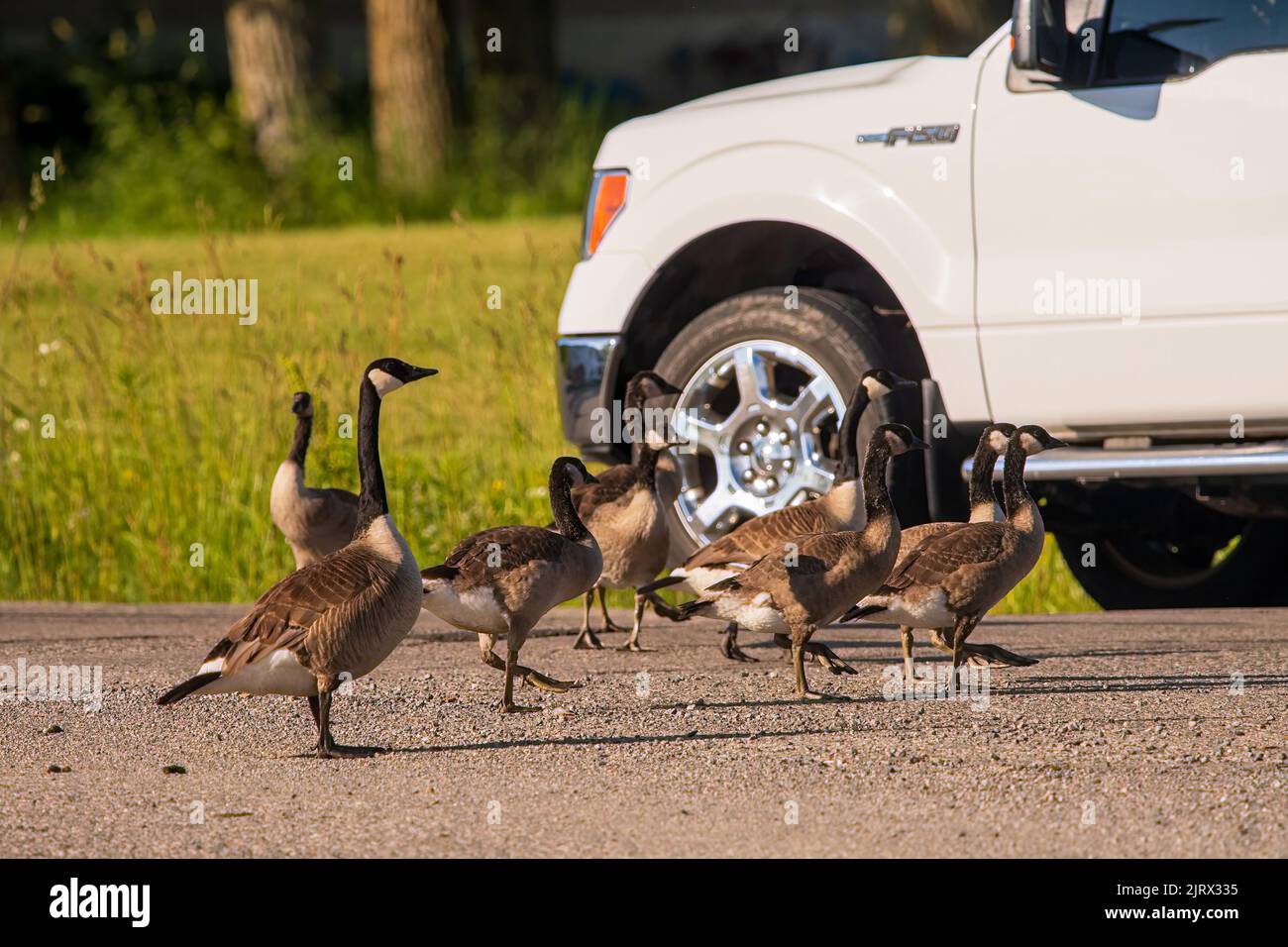 nature at work Stock Photo - Alamy