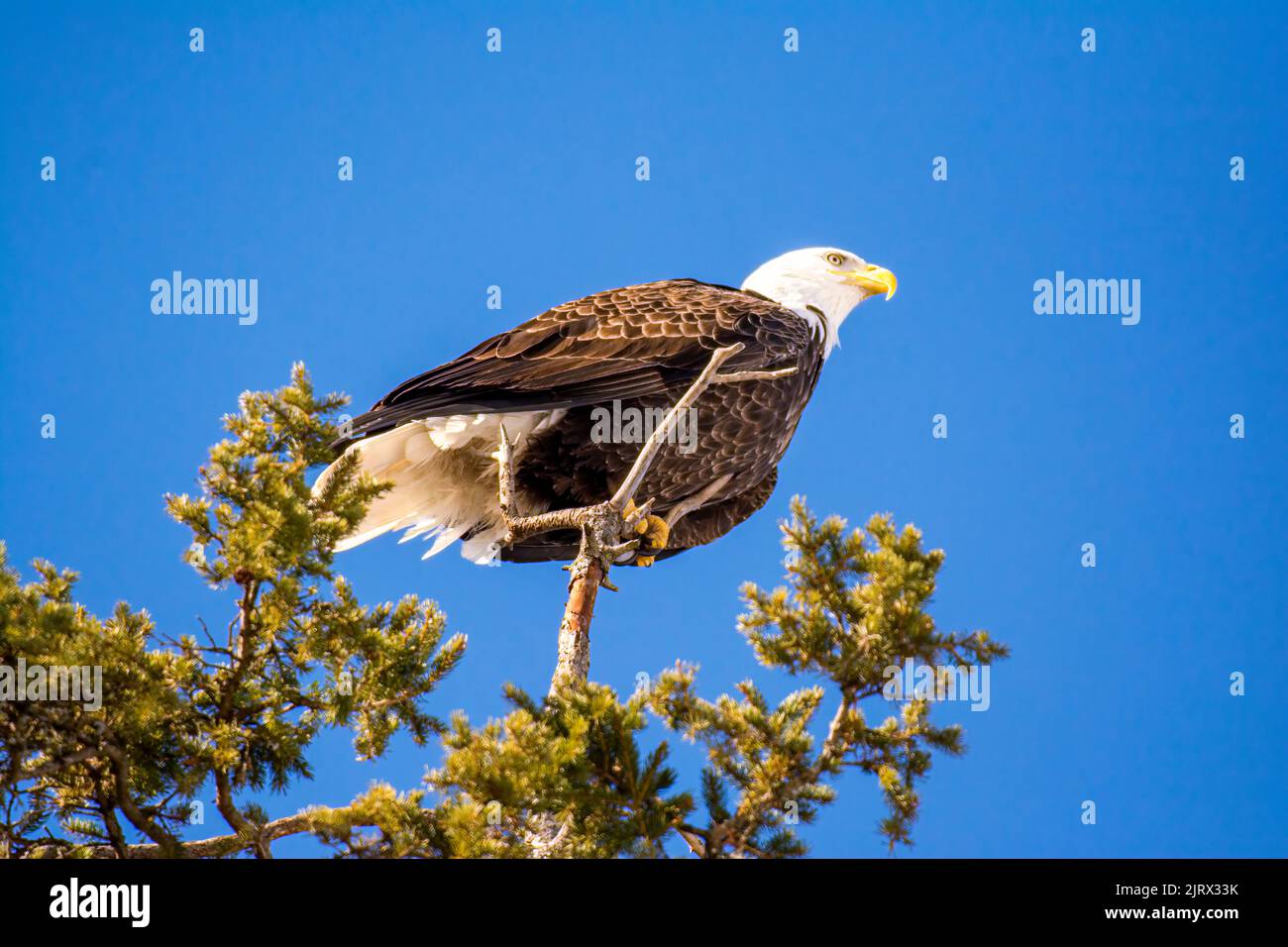 nature at work Stock Photo - Alamy
