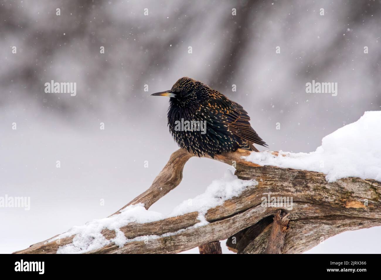 nature at work Stock Photo - Alamy