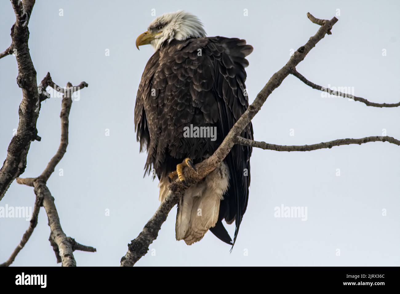 nature at work Stock Photo - Alamy