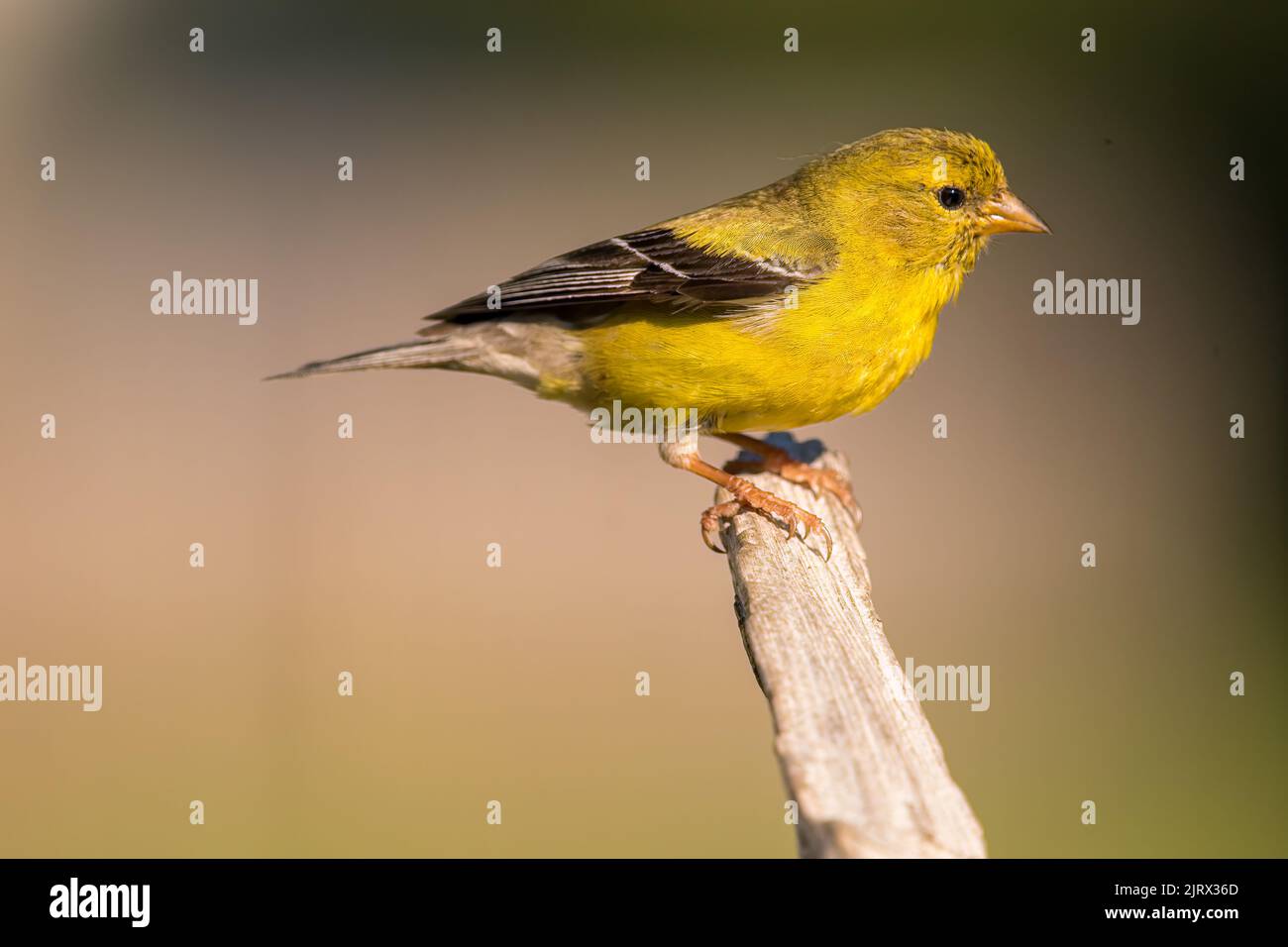nature at work Stock Photo - Alamy