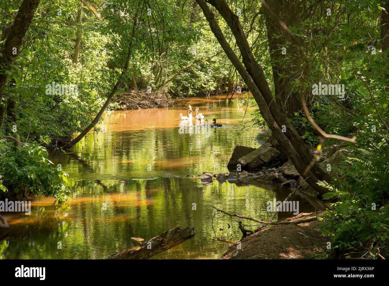 nature at work Stock Photo - Alamy
