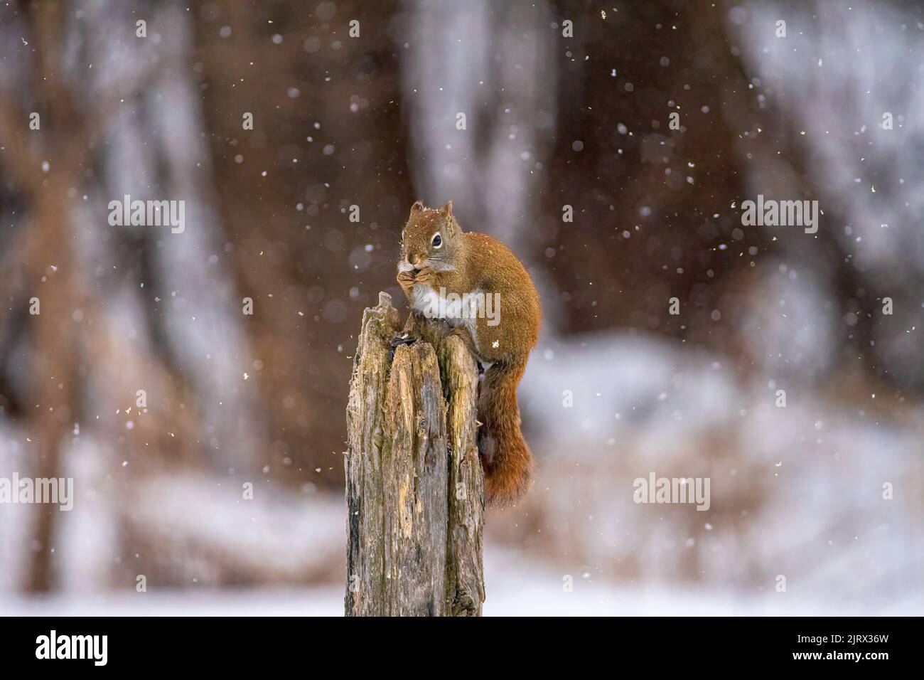 nature at work Stock Photo - Alamy