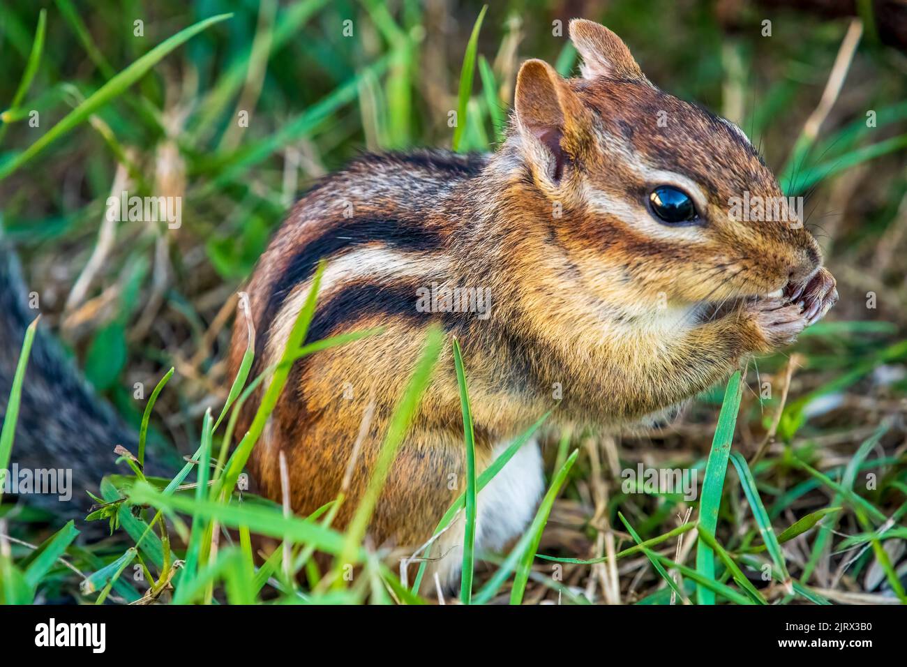 nature at work Stock Photo - Alamy