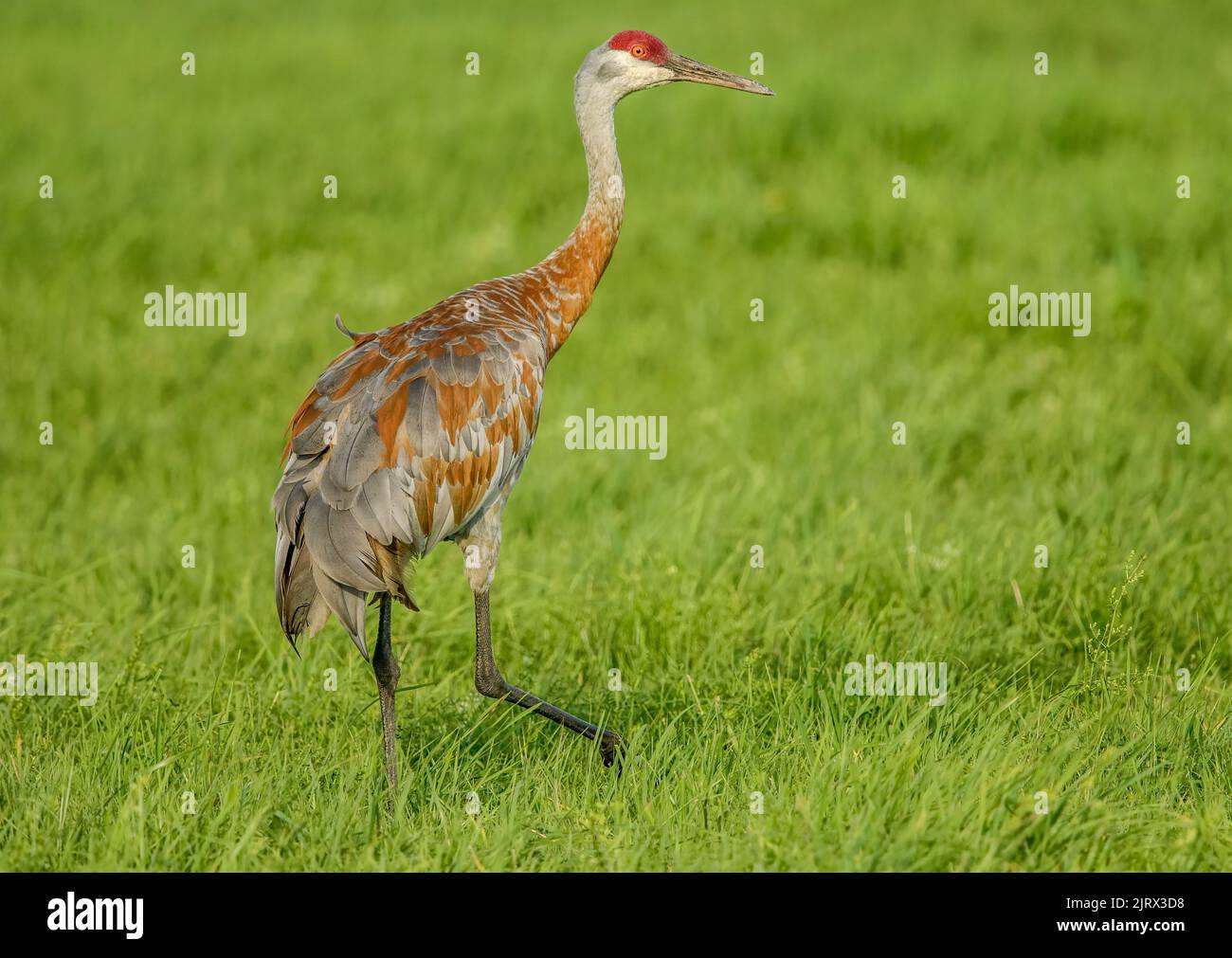 nature at work Stock Photo - Alamy