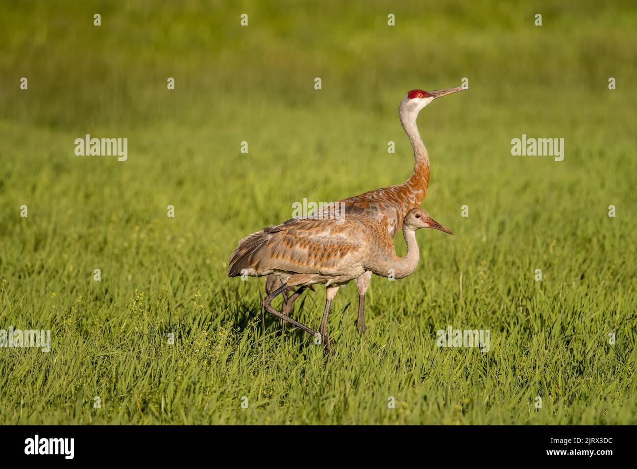 nature at work Stock Photo - Alamy