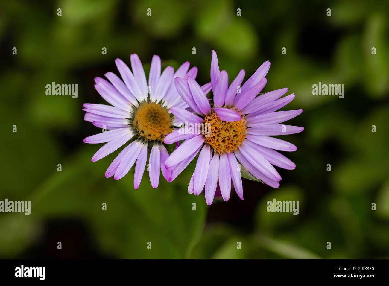Aster species hi-res stock photography and images - Alamy