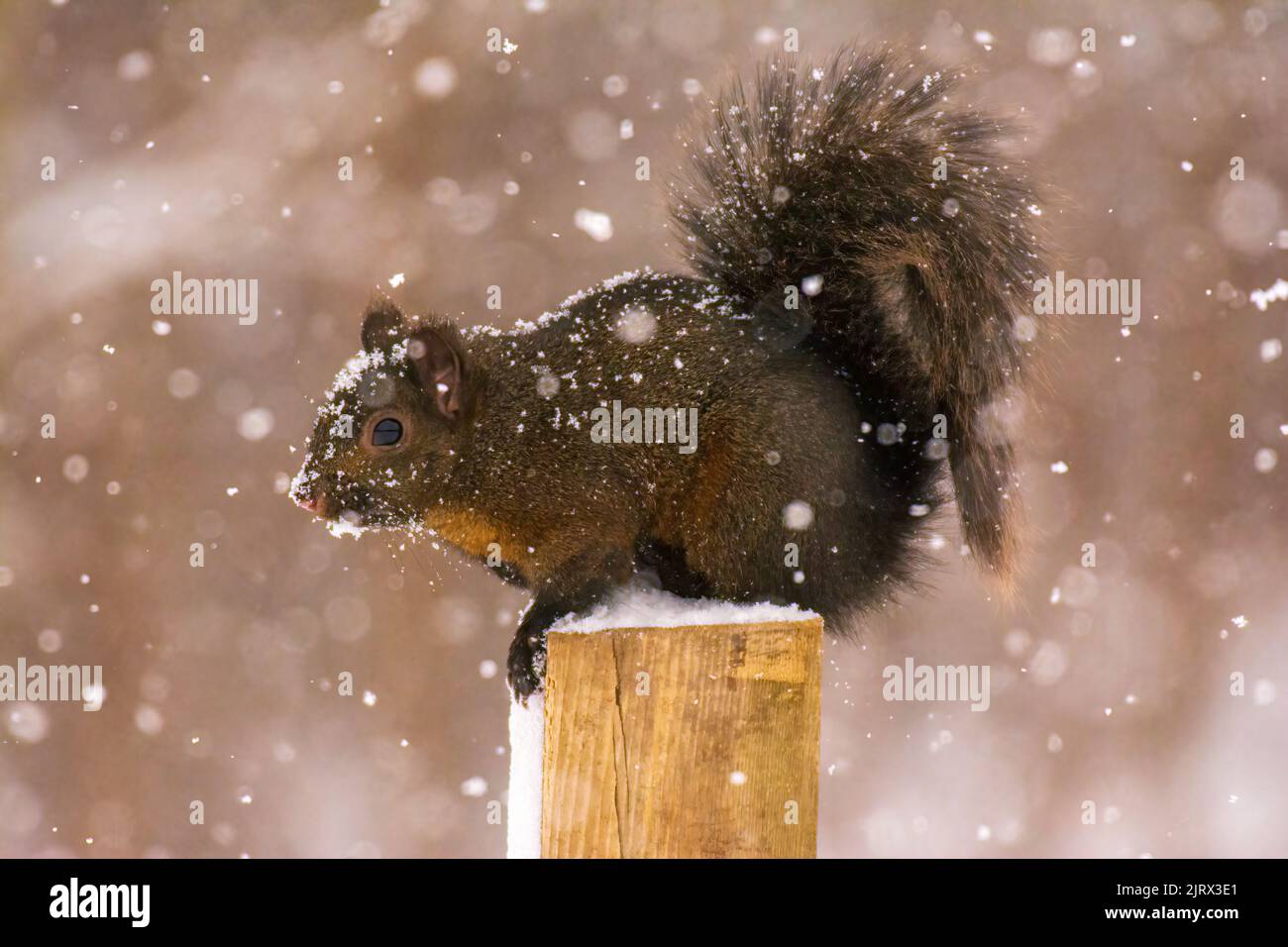 nature at work Stock Photo - Alamy