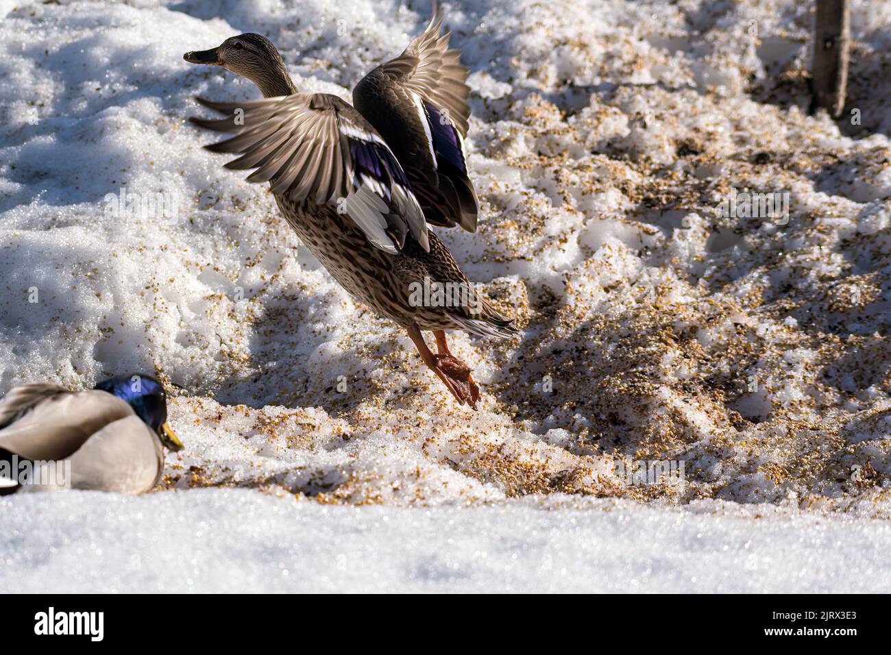 nature at work Stock Photo - Alamy