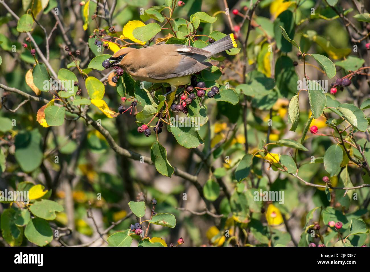nature at work Stock Photo - Alamy