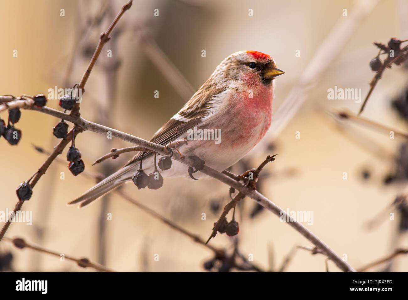 nature at work Stock Photo - Alamy