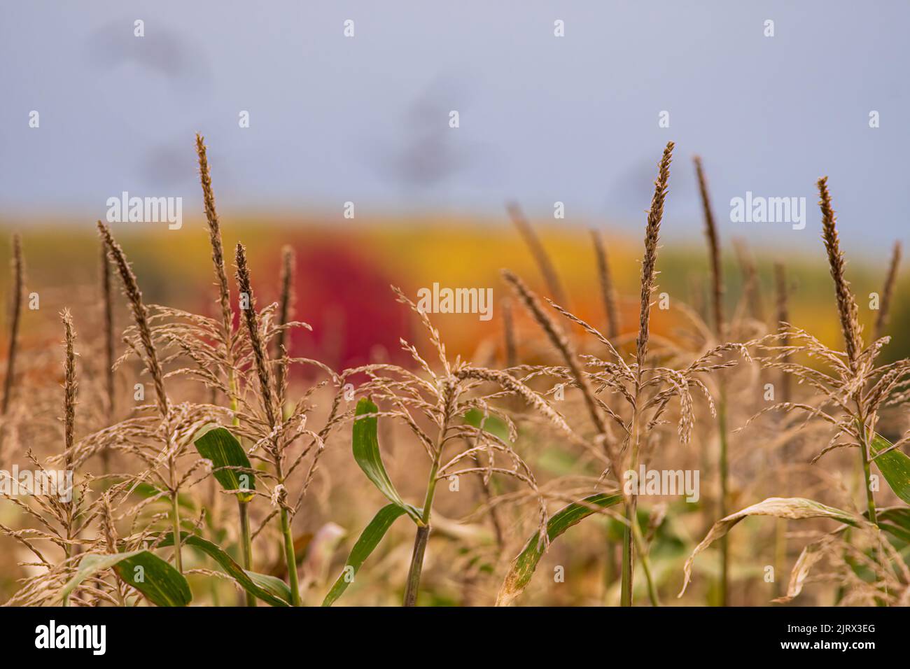 nature at work Stock Photo - Alamy