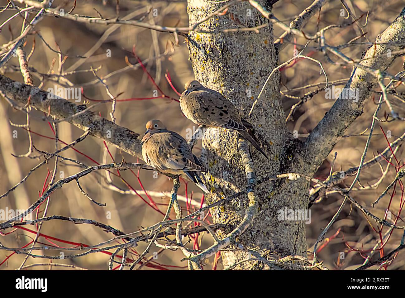 nature at work Stock Photo - Alamy