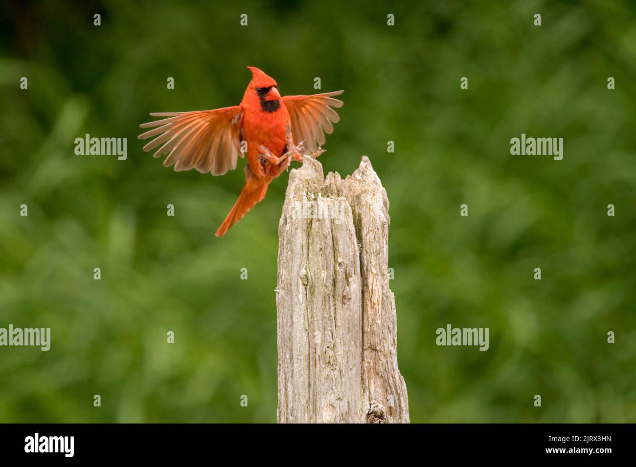 nature at work Stock Photo - Alamy