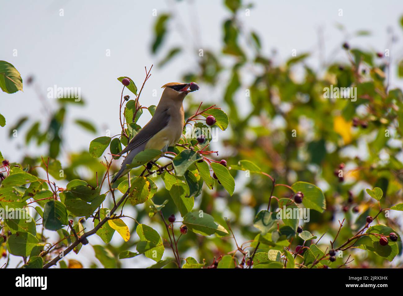 nature at work Stock Photo - Alamy