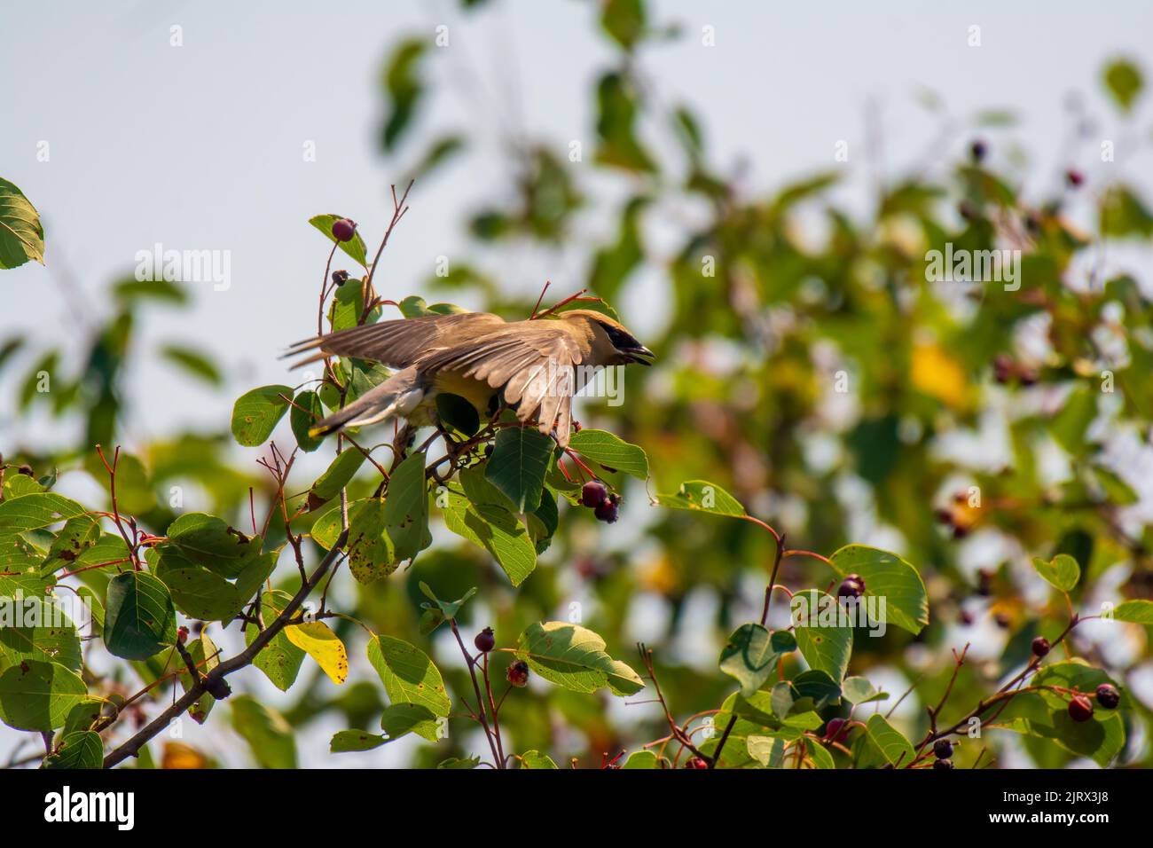 nature at work Stock Photo - Alamy