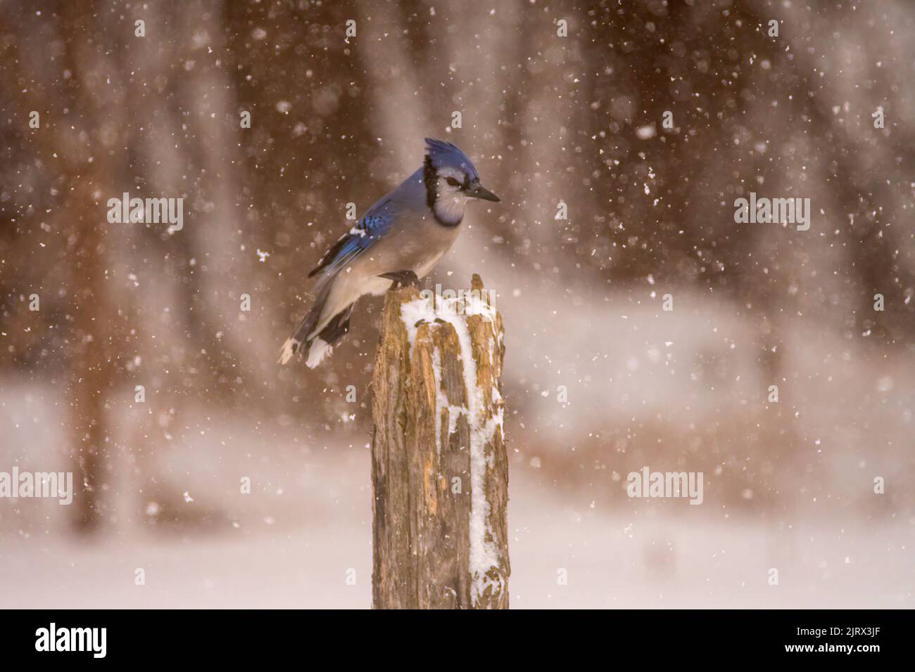 nature at work Stock Photo - Alamy
