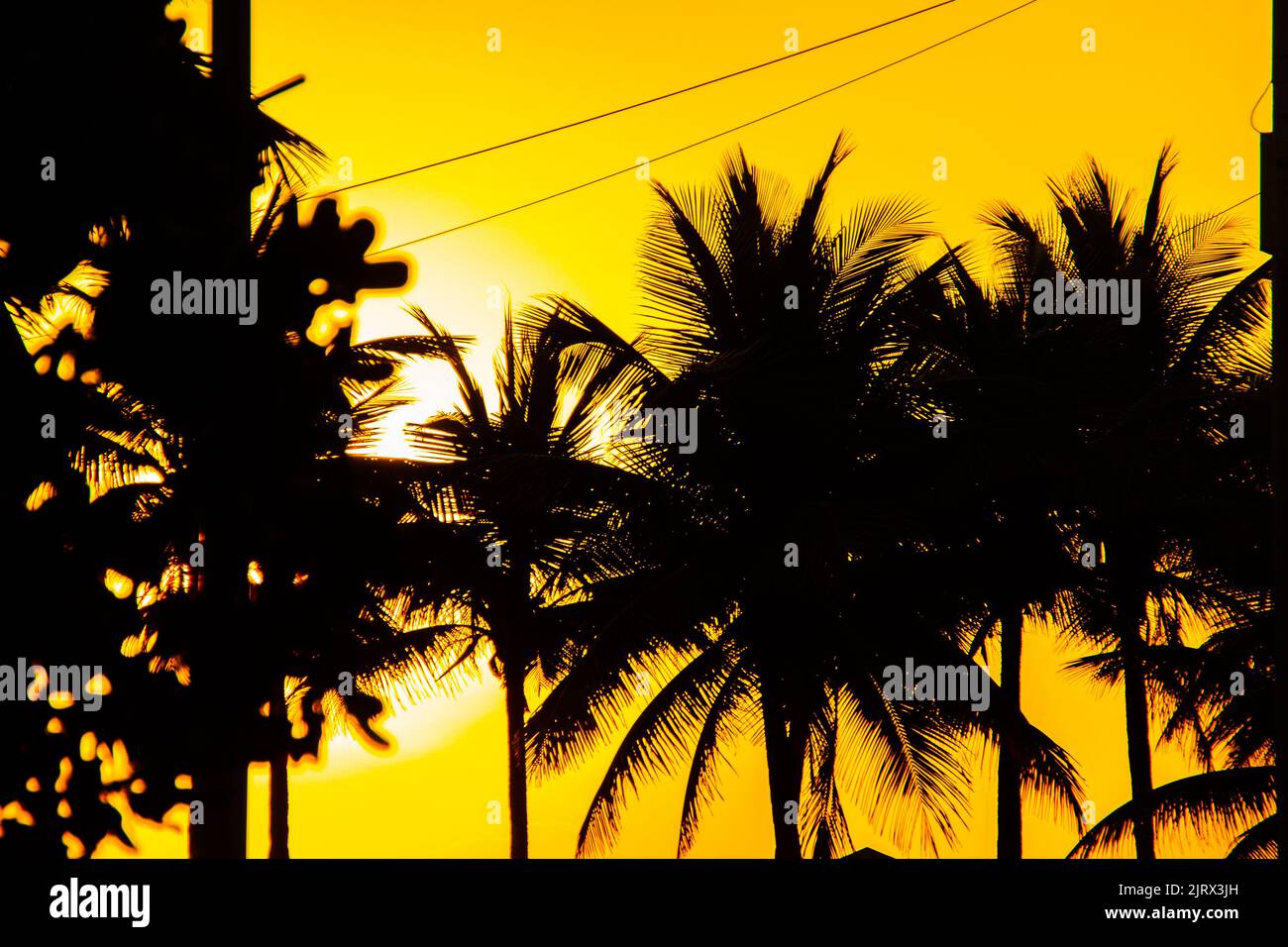 Silhouettes of coconut trees in a beautiful sunset in Ipanema in Rio de ...