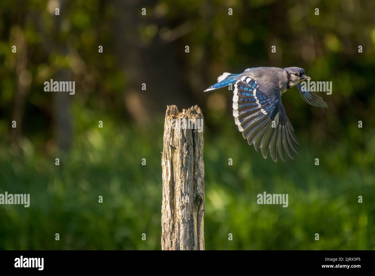 nature at work Stock Photo - Alamy