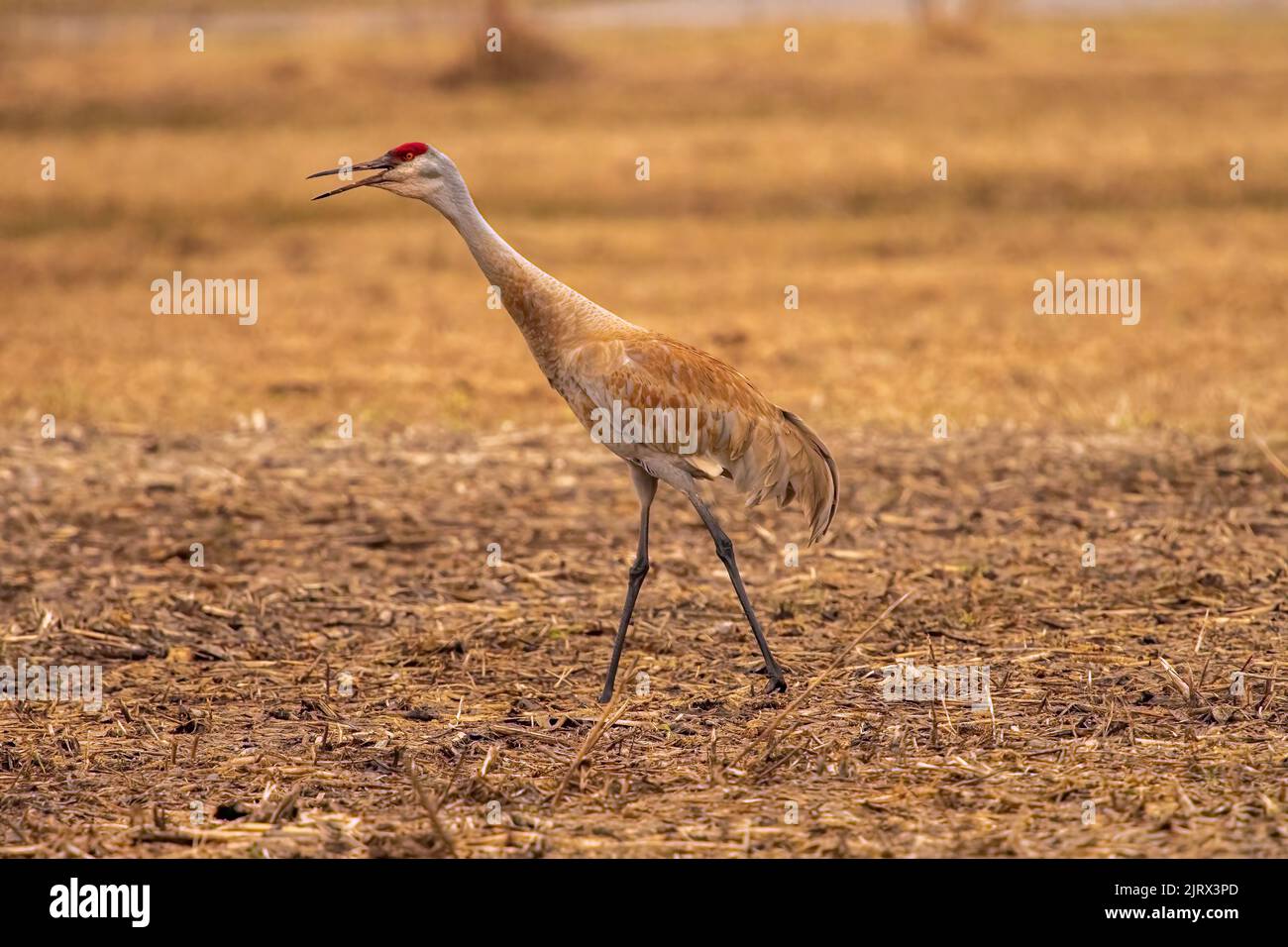 nature at work Stock Photo - Alamy