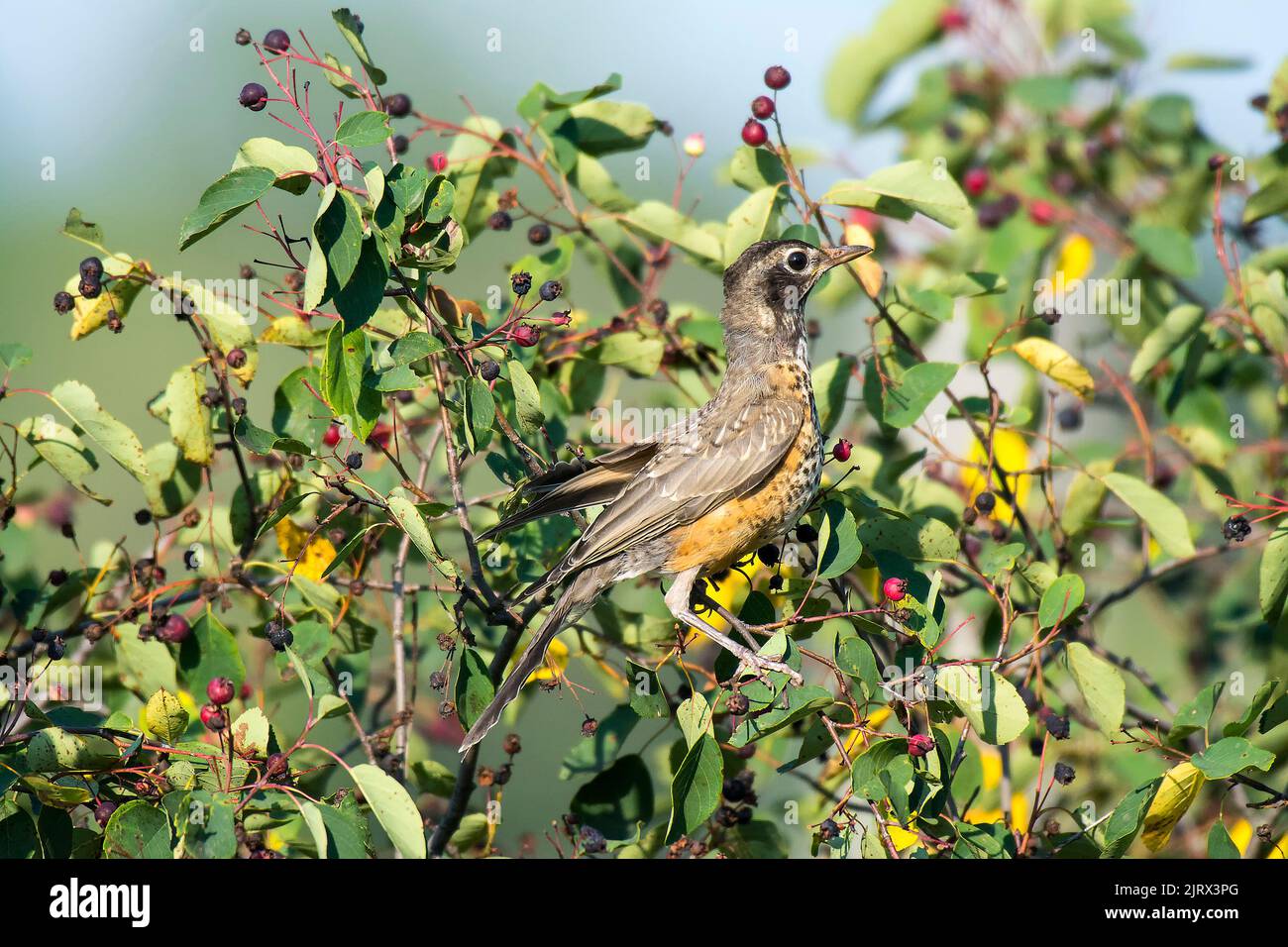 nature at work Stock Photo - Alamy
