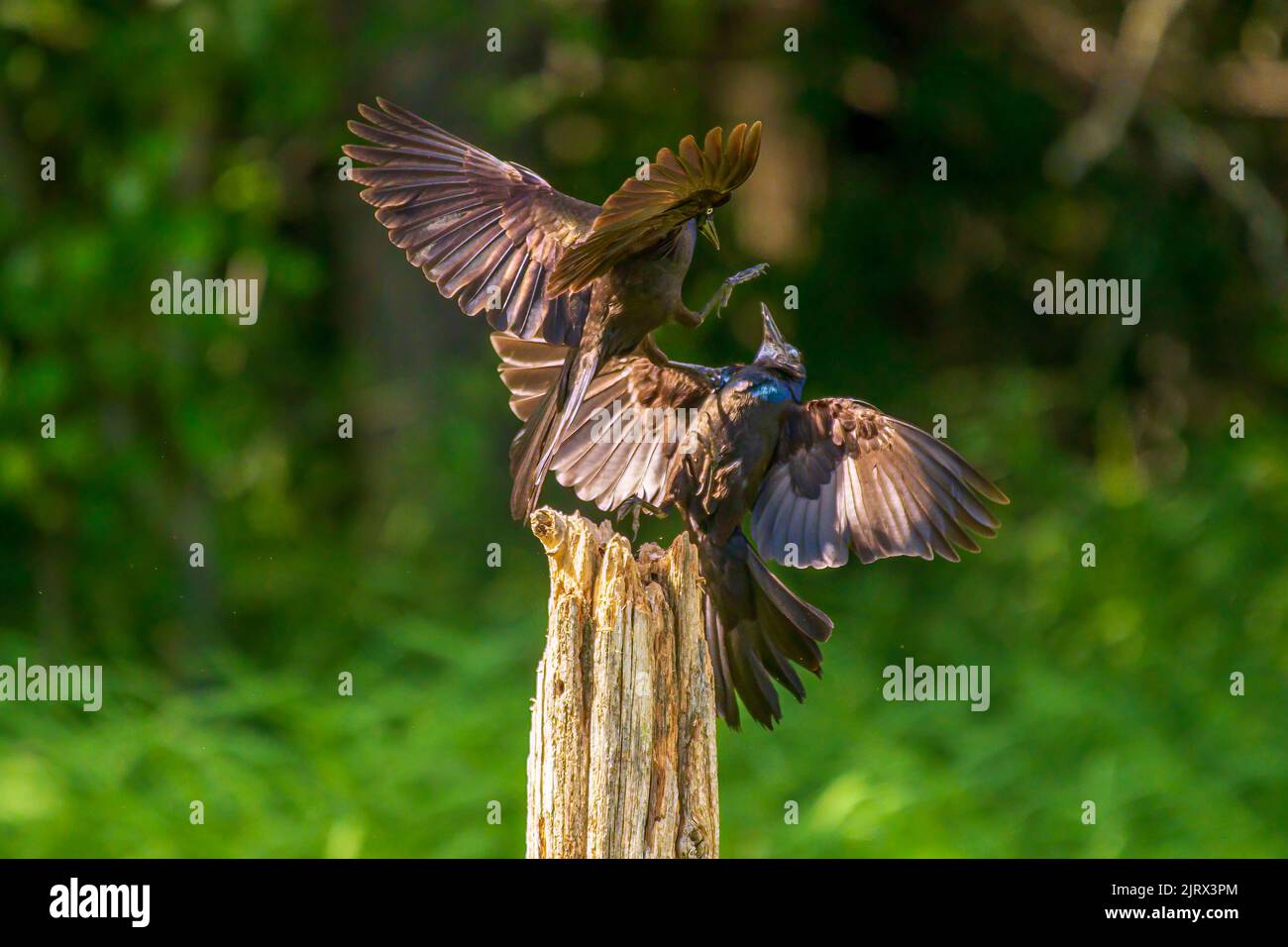 nature at work Stock Photo - Alamy