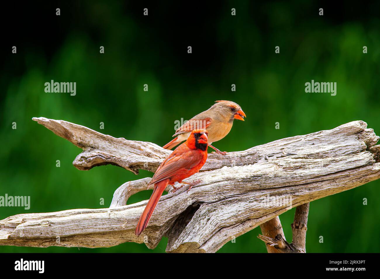 nature at work Stock Photo - Alamy