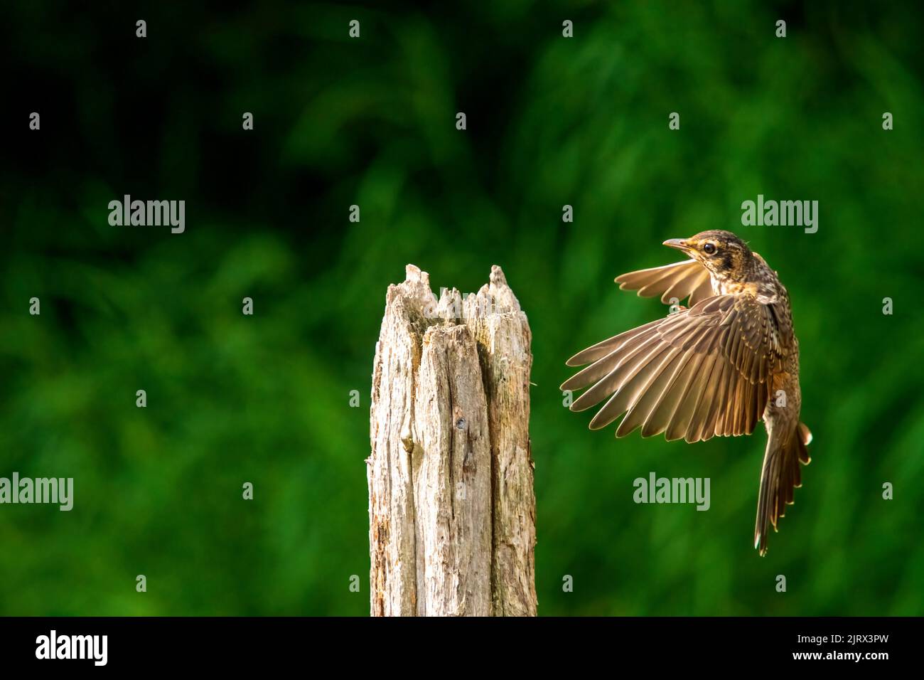 nature at work Stock Photo - Alamy