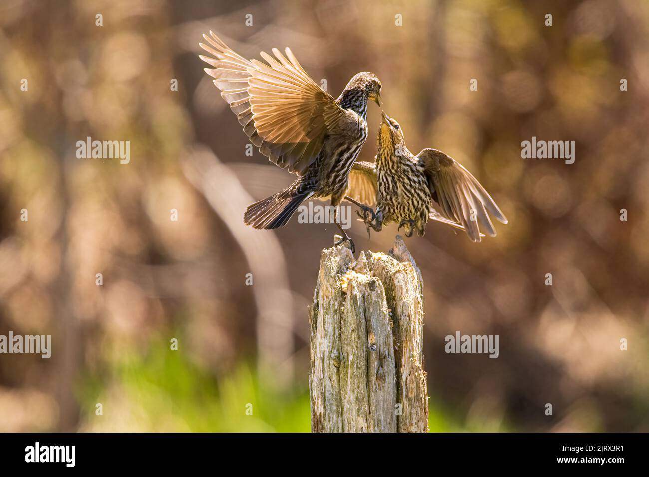nature at work Stock Photo - Alamy
