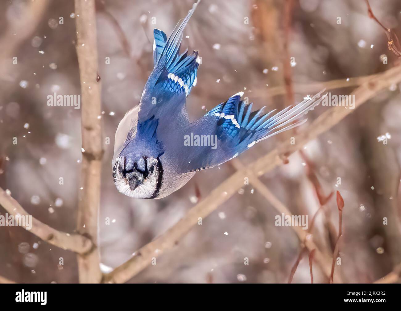 nature at work Stock Photo - Alamy