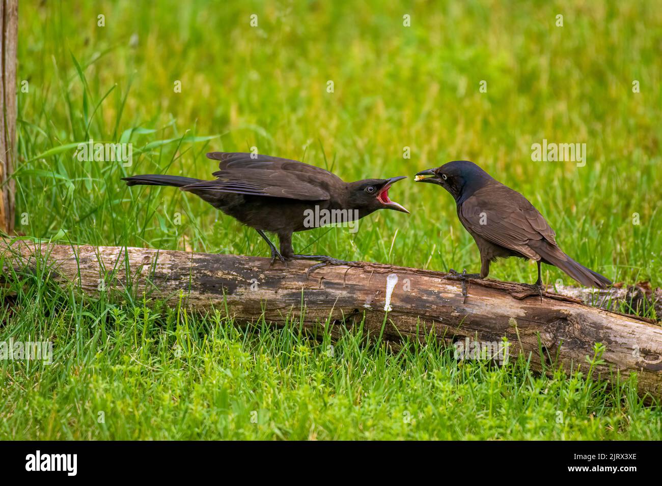 nature at work Stock Photo - Alamy