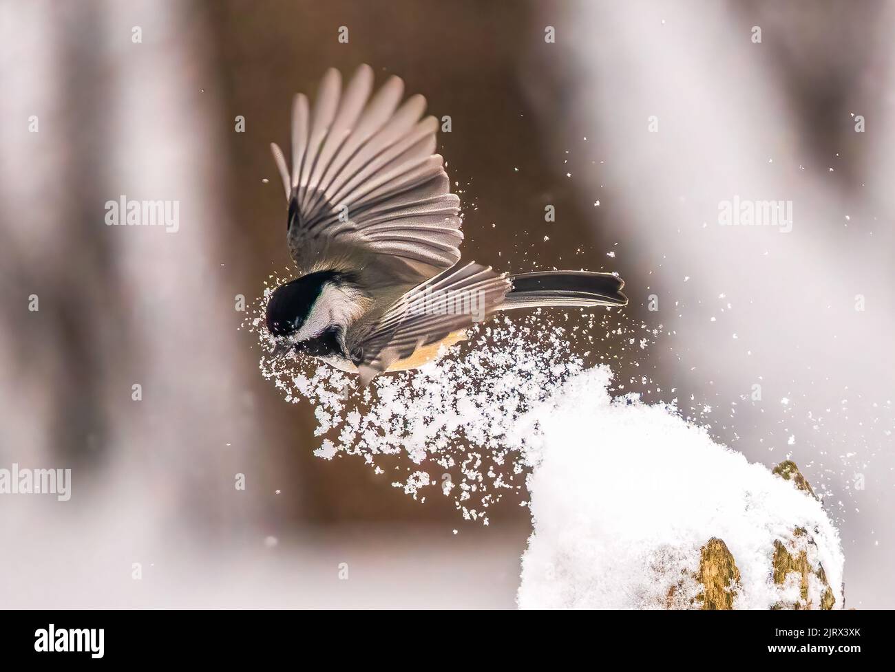 nature at work Stock Photo - Alamy