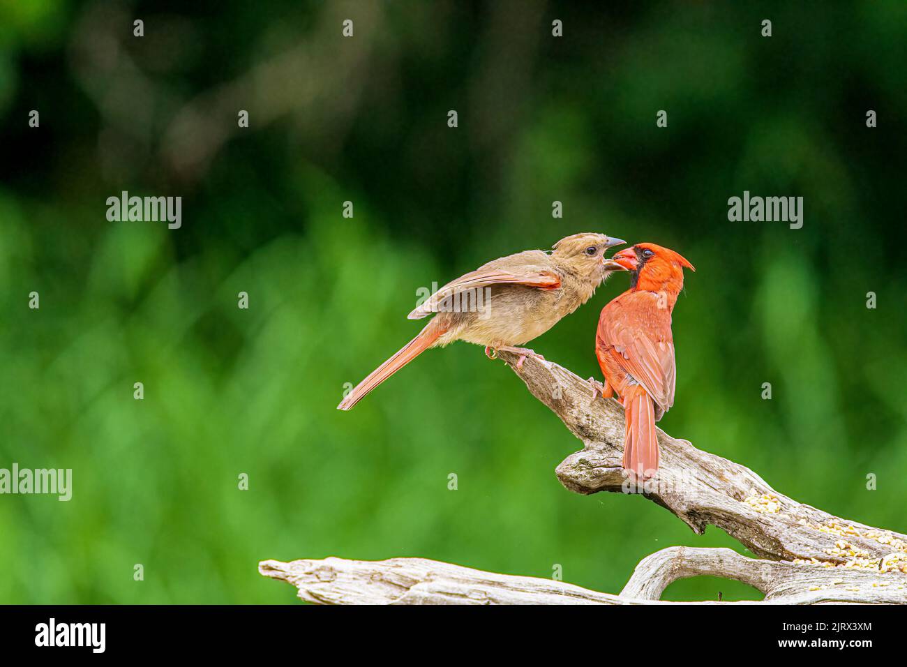 nature at work Stock Photo - Alamy