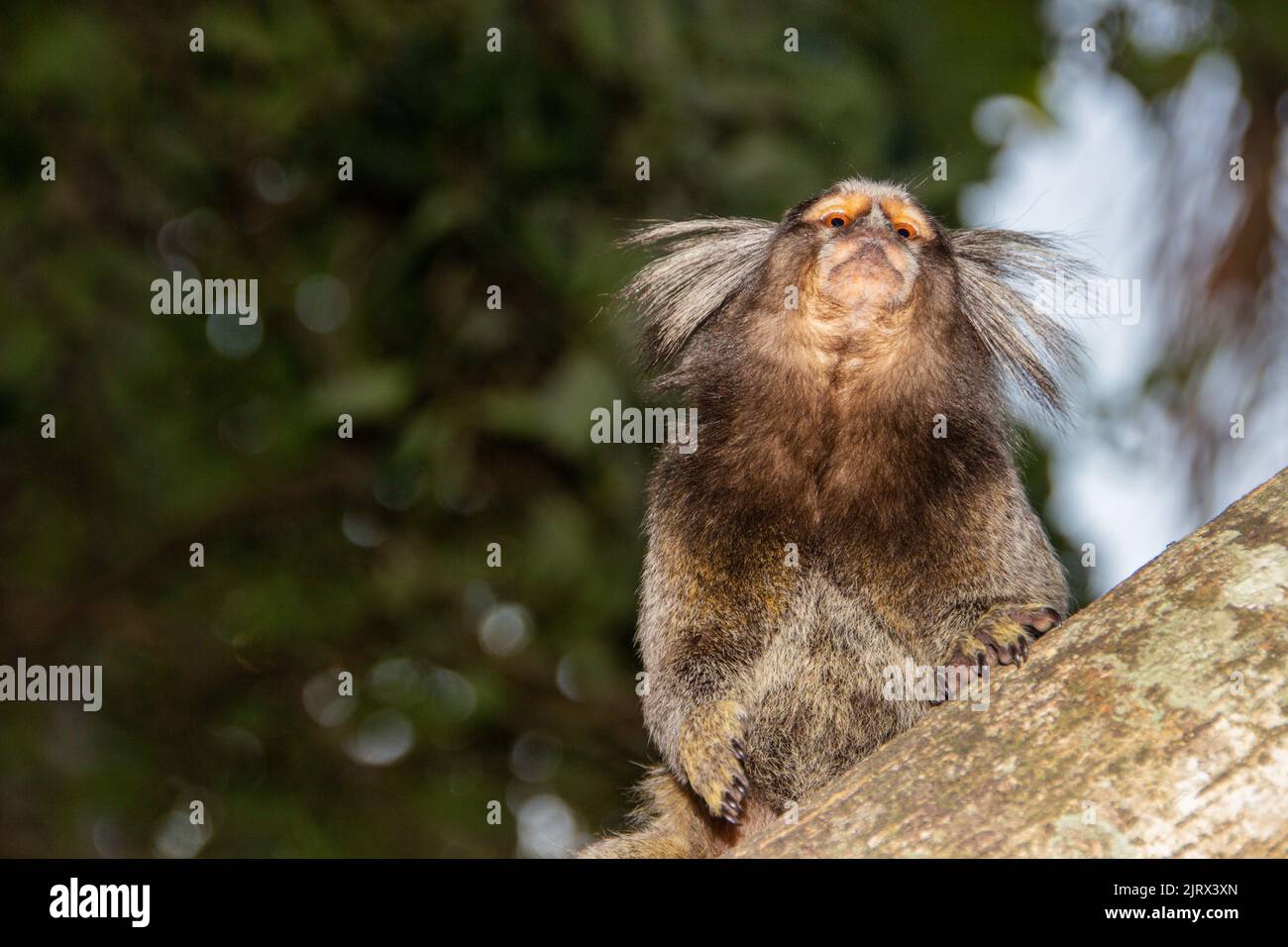 "mico" star monkey species very popular in brazil Stock Photo - Alamy