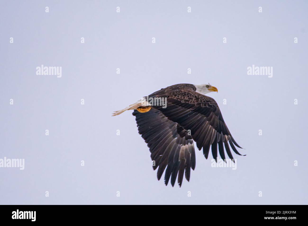nature at work Stock Photo - Alamy